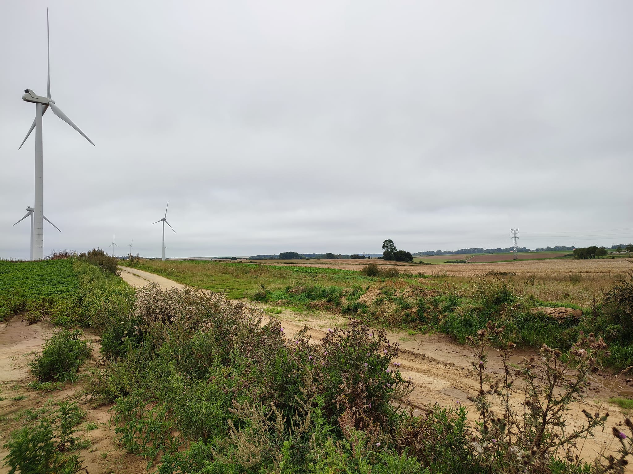 Le travail | Cercle des Amateurs du Braque de Weimar